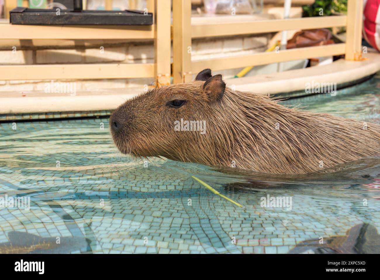 Brown Capybara is the largest rodent living and sitting in the pool ...