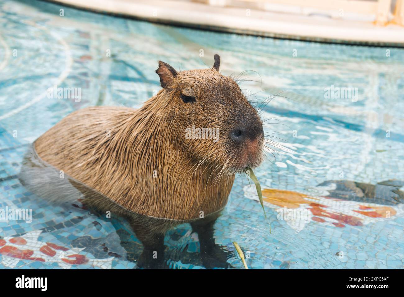Brown Capybara is the largest rodent living and sitting in the pool ...