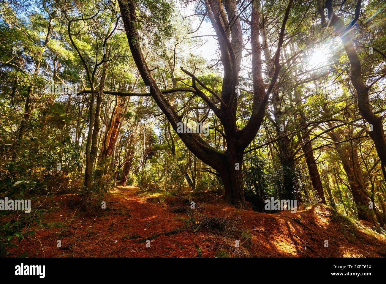 Lerderderg heritage river walk hi-res stock photography and images - Alamy