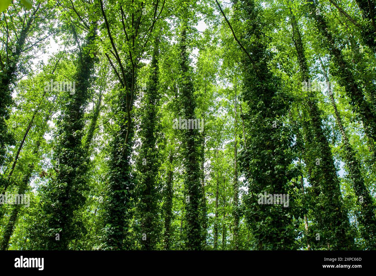Lush, green forest with tall, slender trees covered in thick, vibrant ...