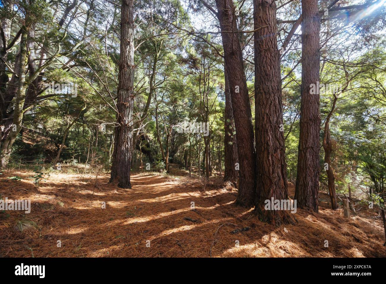 Lerderderg Heritage River Walk in Melbourne Australia Stock Photo - Alamy