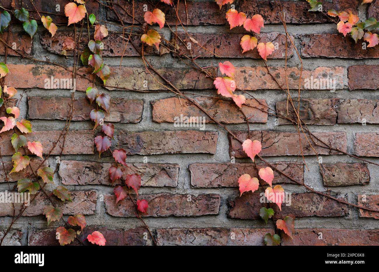 Background of a brick wall with red leaves of a climbing plant Stock ...