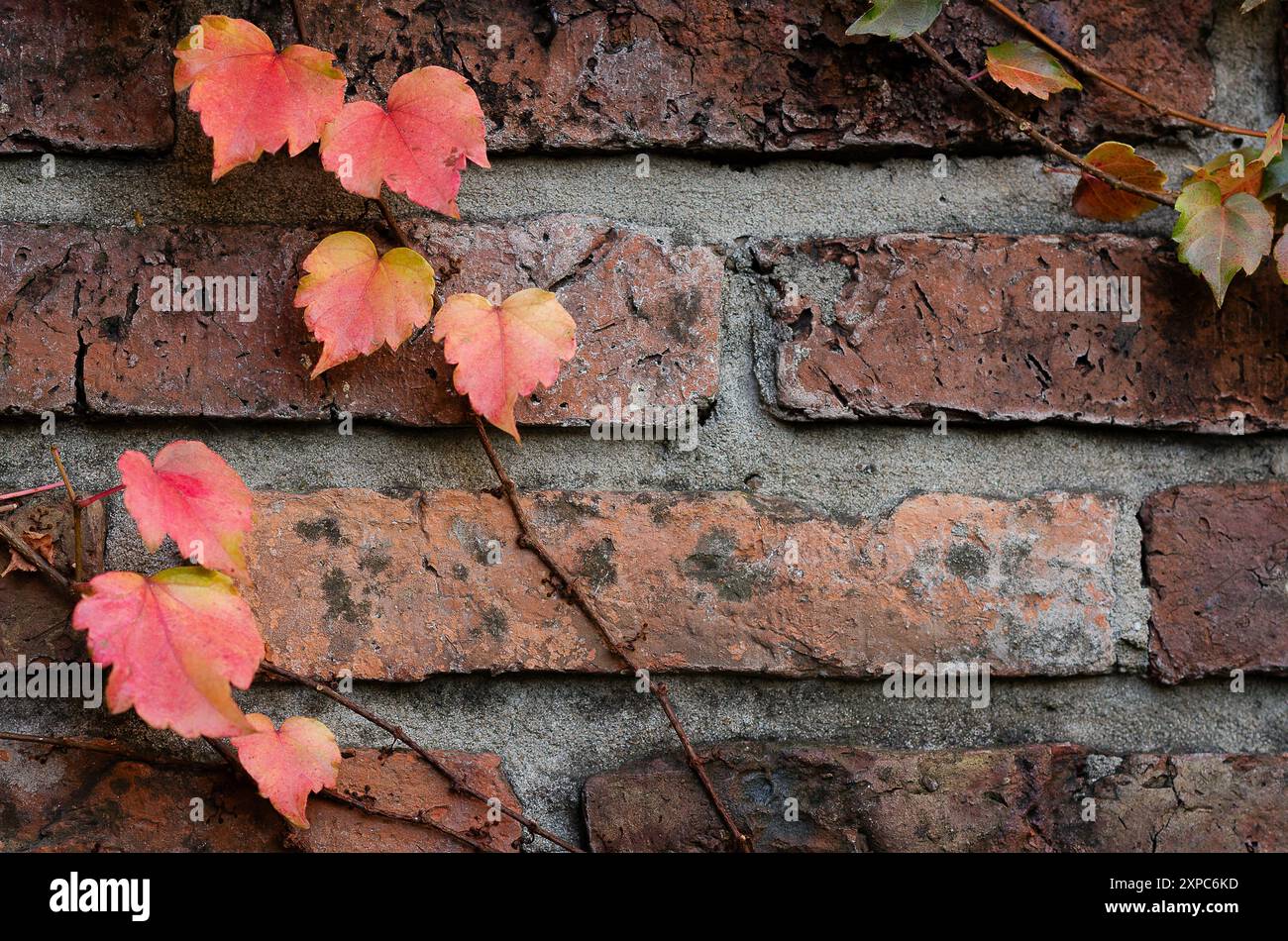 Brick wall background autumn leaves hi-res stock photography and images ...