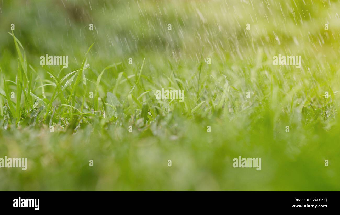 Drops rain falling on grass hi-res stock photography and images - Alamy