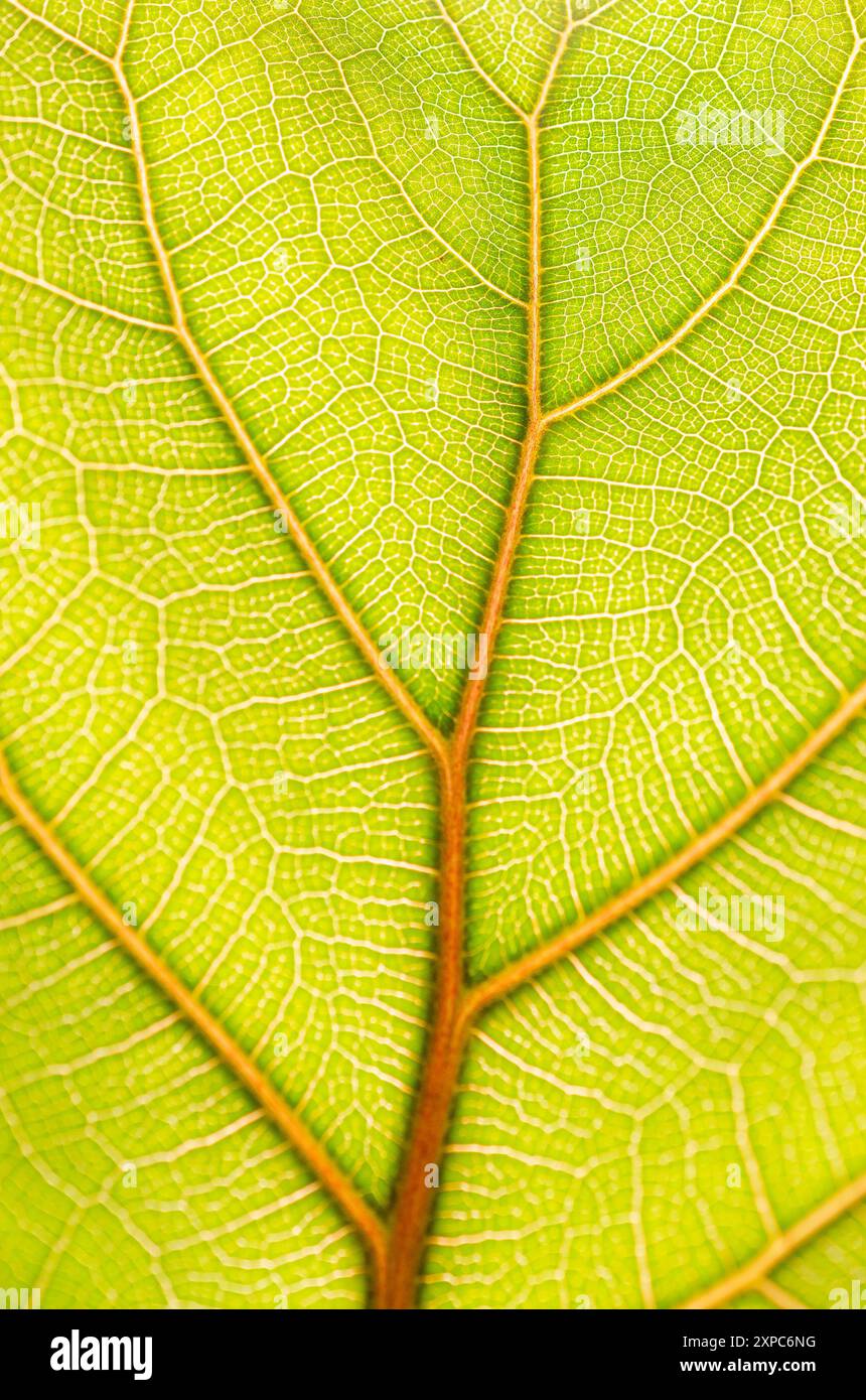Detail of a new leave of a ficus pandurata tree Stock Photo - Alamy