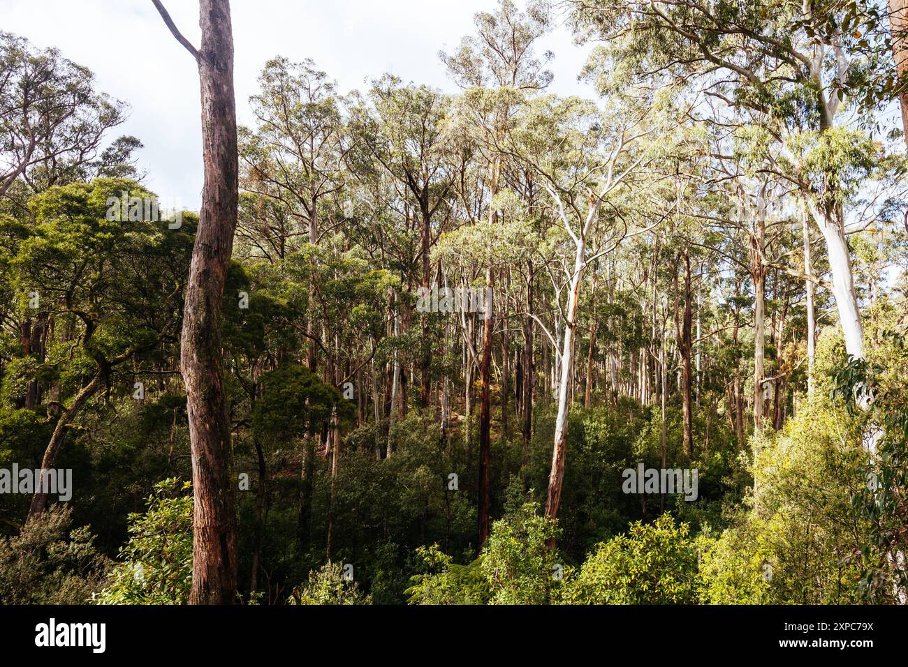 Lerderderg Heritage River Walk in Melbourne Australia Stock Photo - Alamy