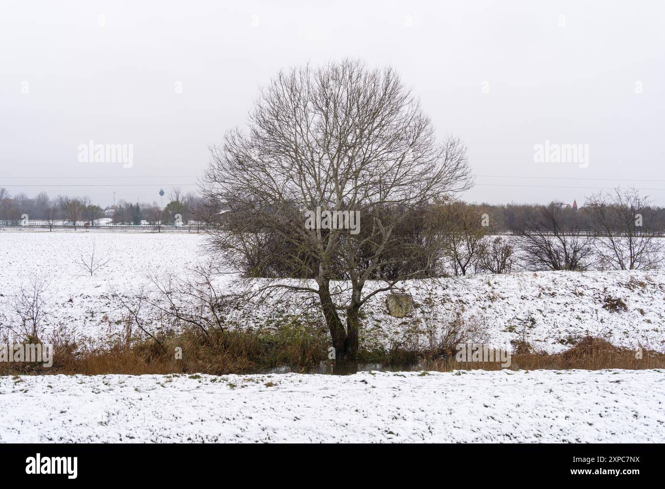 Leafless white birch on hi-res stock photography and images - Alamy