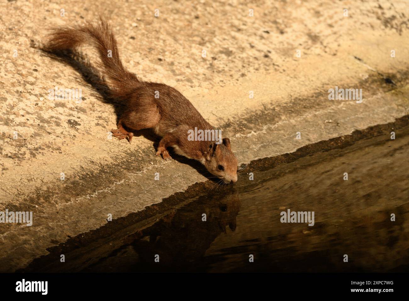 Brown Squirrel Drinking from a Reflection Pool Stock Photo - Alamy