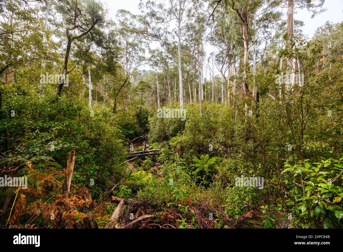 Lerderderg Heritage River Walk in Melbourne Australia Stock Photo - Alamy