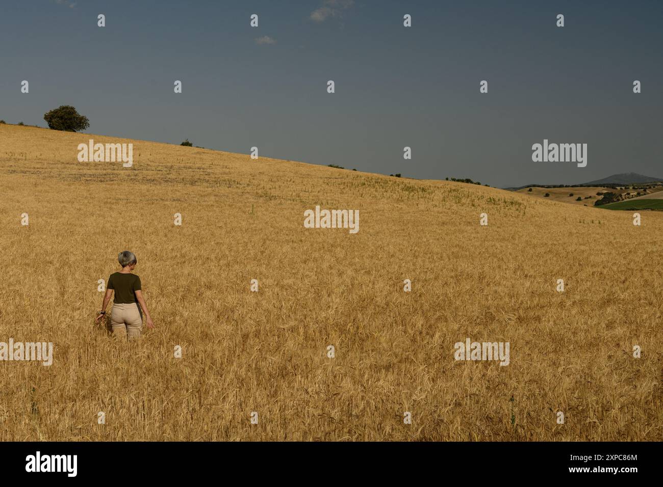 Walking through golden wheat field hi-res stock photography and images ...