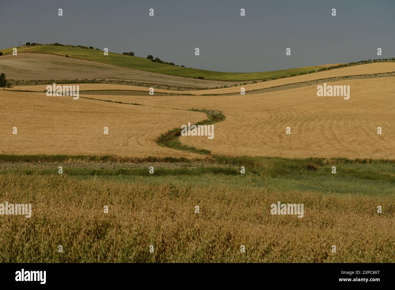Expansive view of golden agricultural fields with varying textures and ...