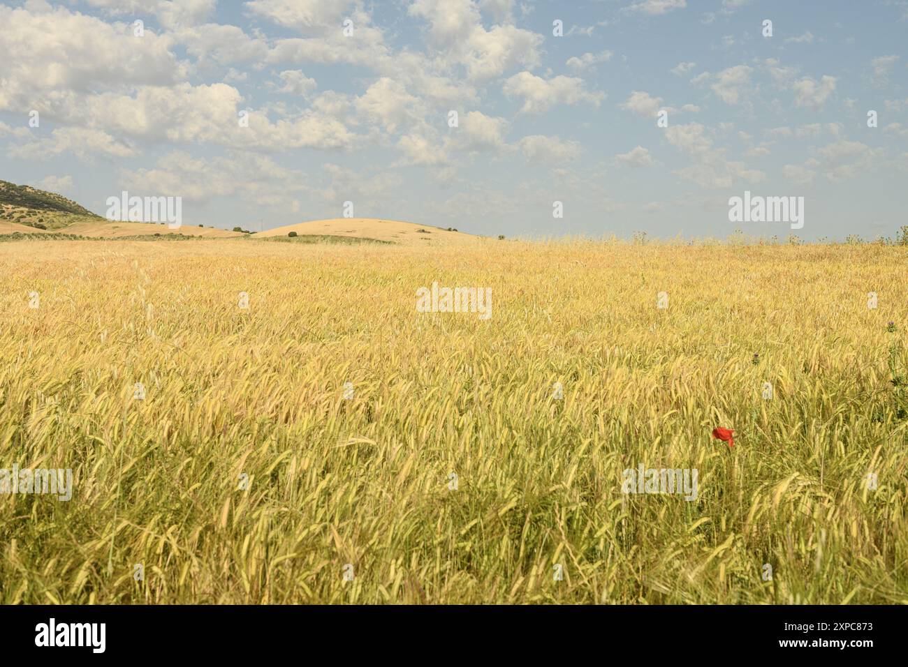Golden Wheat Field with Wind-Swept Path Stock Photo - Alamy