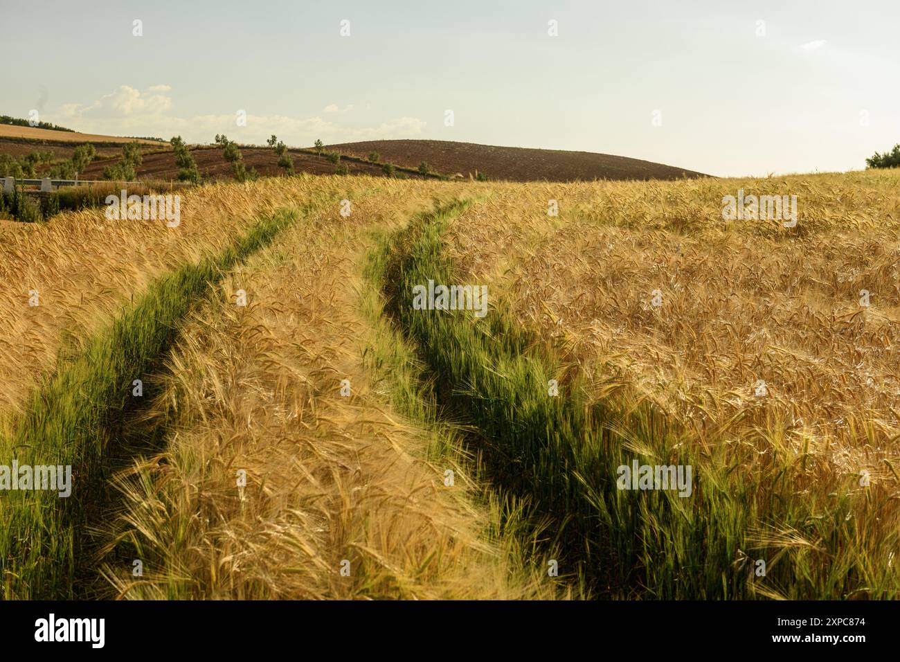 Golden Wheat Field with Wind-Swept Path Stock Photo - Alamy