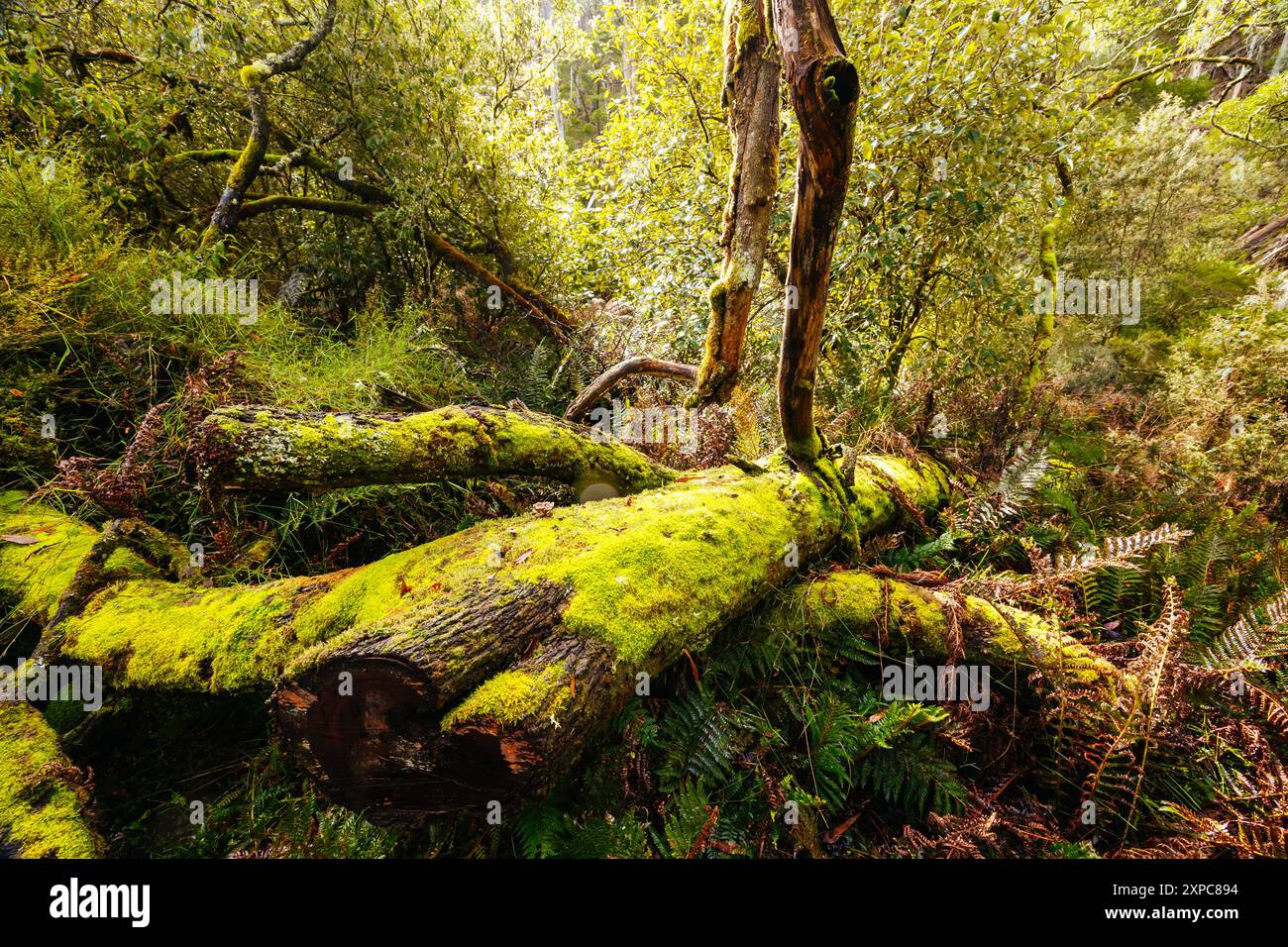Lerderderg heritage river walk hi-res stock photography and images - Alamy