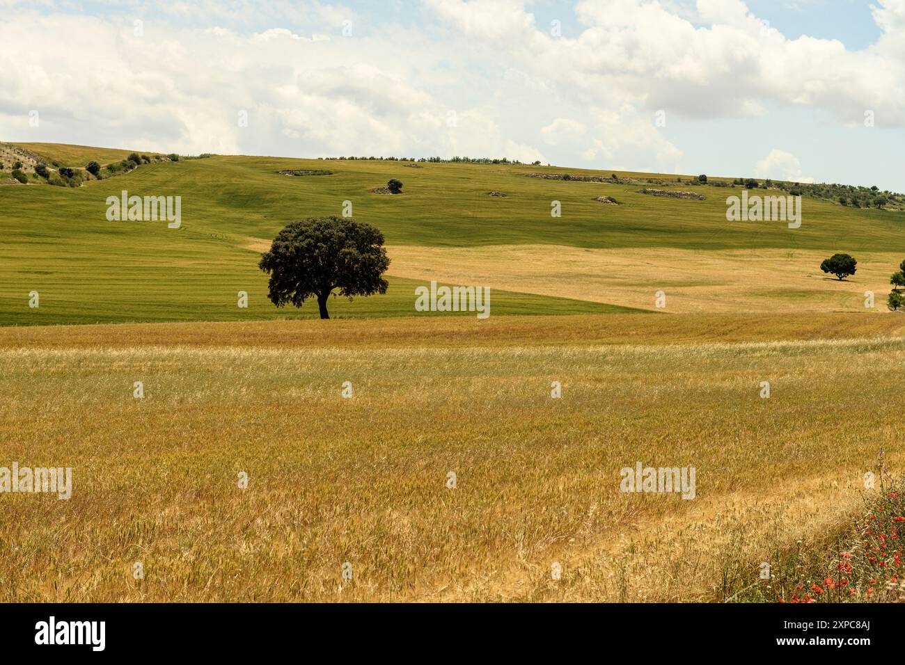 Diverse fields hi-res stock photography and images - Alamy