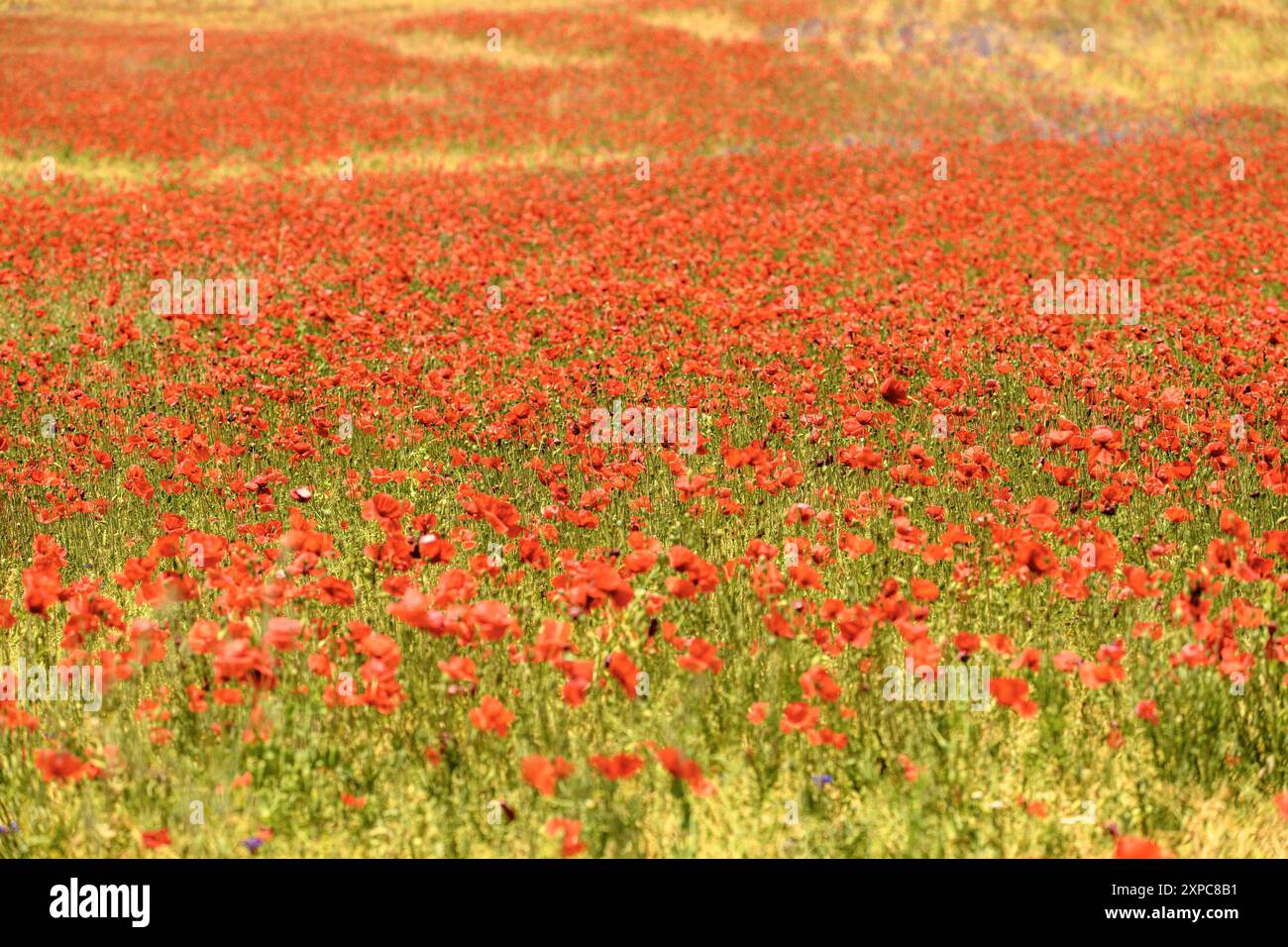 A stunning expanse of red poppies stretches across the field, offering a vivid display of ...