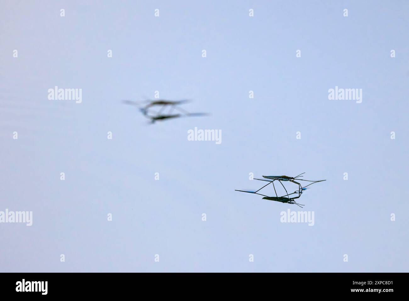 Mosquito floating on the gloss of a water Stock Photo - Alamy