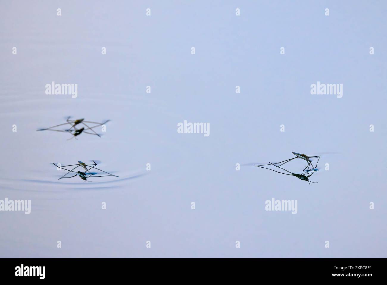 Mosquito floating on the gloss of a water Stock Photo - Alamy