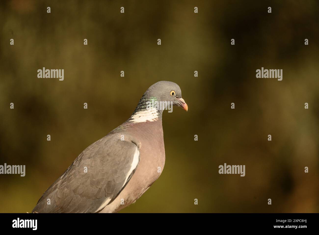 Pigeon in habitat hi-res stock photography and images - Alamy