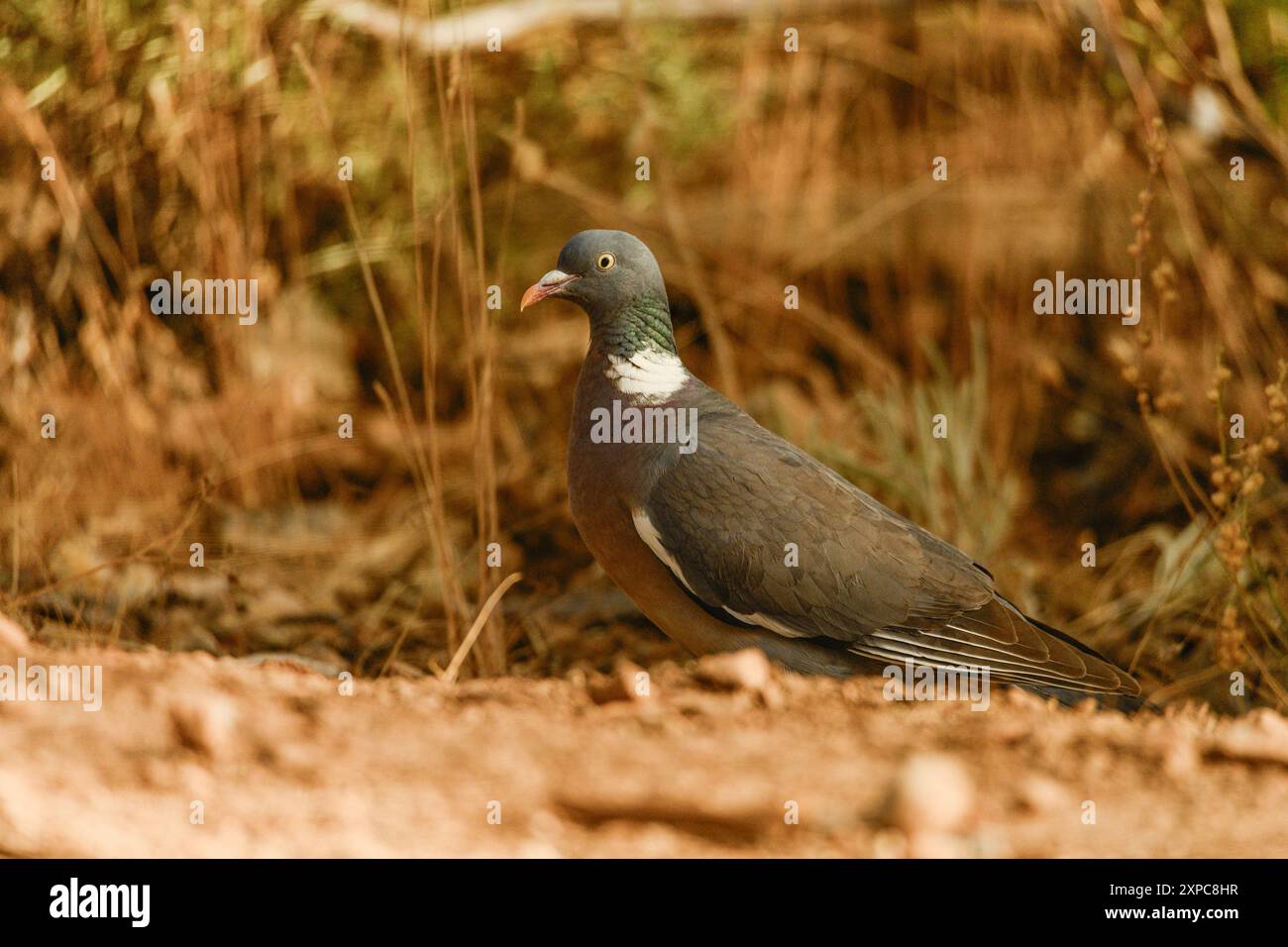 Natural pigeon hi-res stock photography and images - Alamy
