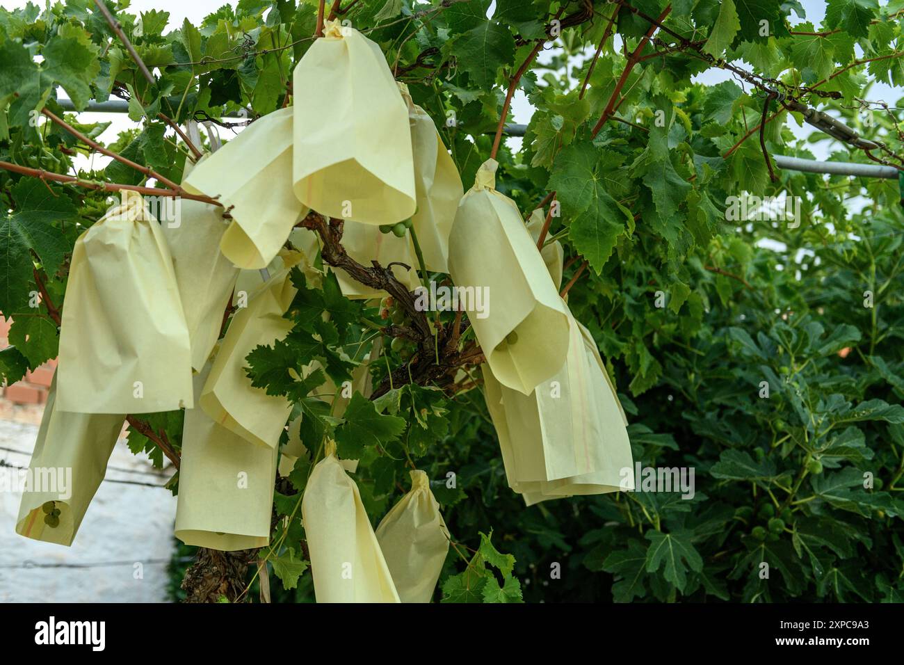 Grapes protected with paper bags in a vineyard Stock Photo - Alamy