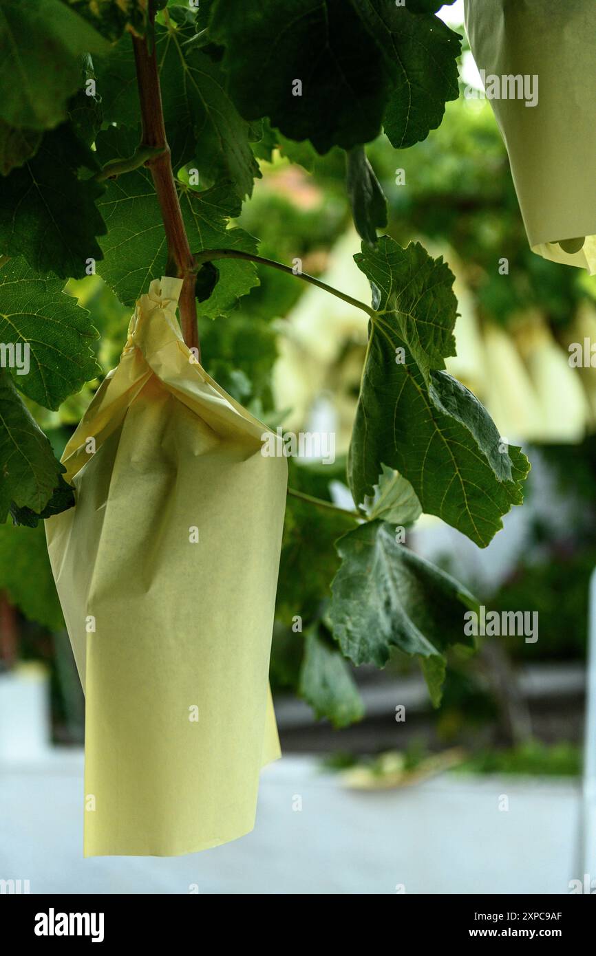 Grapes protected with paper bags in a vineyard Stock Photo - Alamy