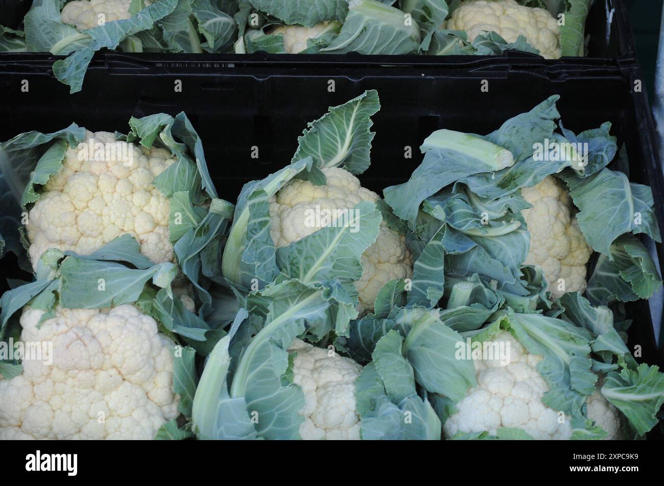Copenhagen/ Denmark/05 August 2024/ Cauliflower display for sale in ...