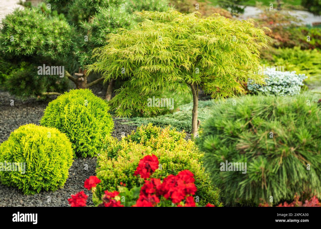 Vibrant garden filled with diverse greenery, including ornamental ...