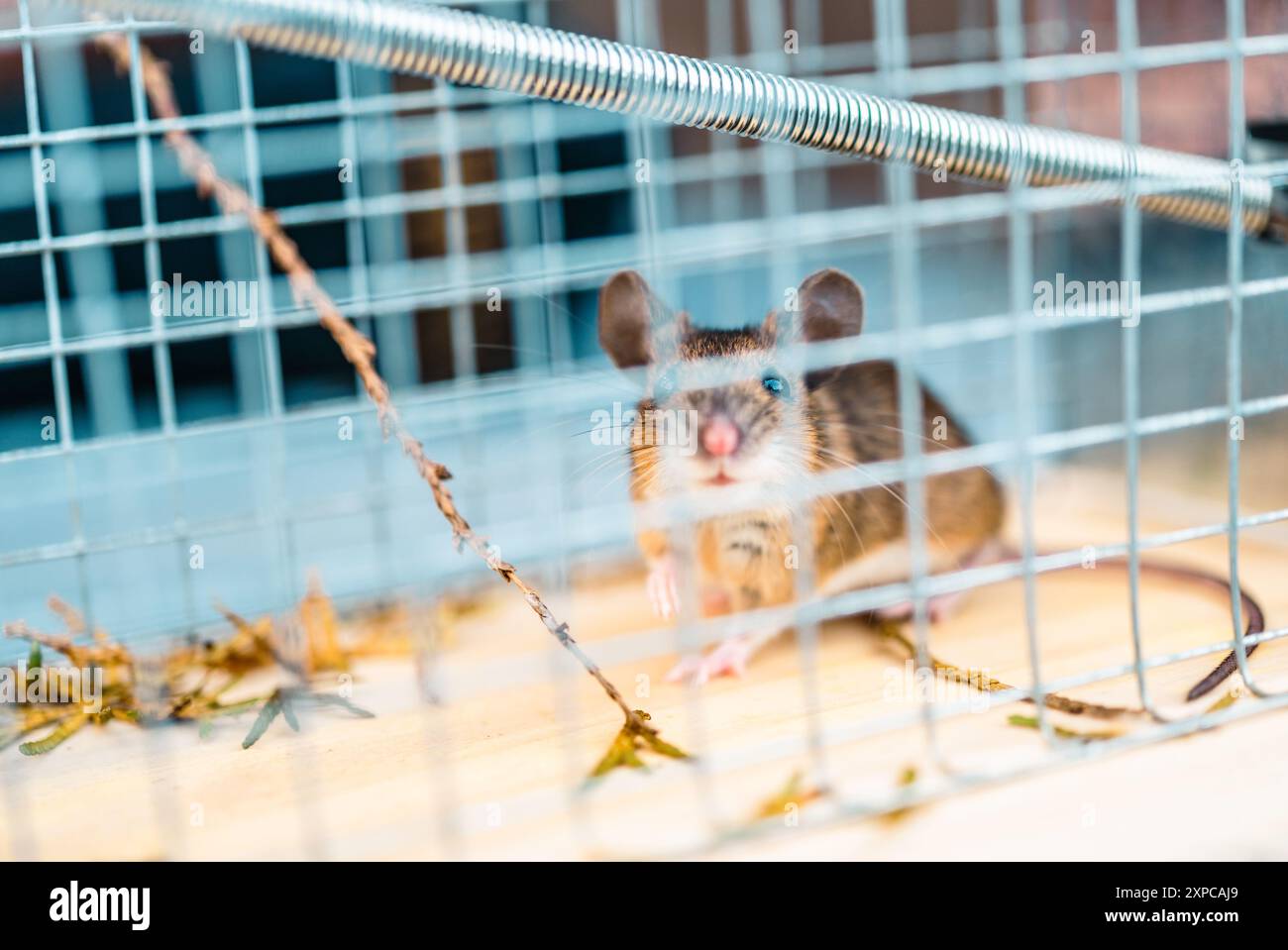 A small brown mouse sits in a live trap, exploring its surroundings ...