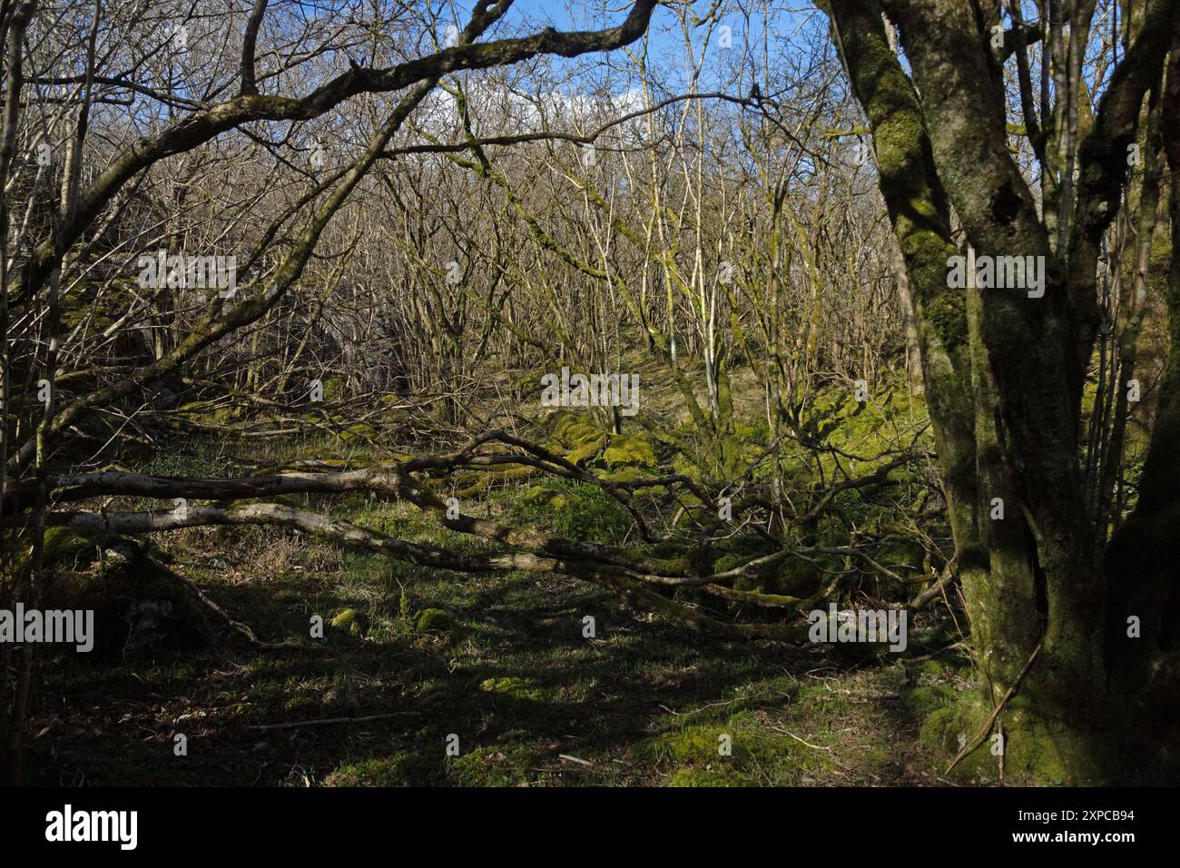 Trees and shrubs the summit plateau Hutton Roof Crags near Burton in ...