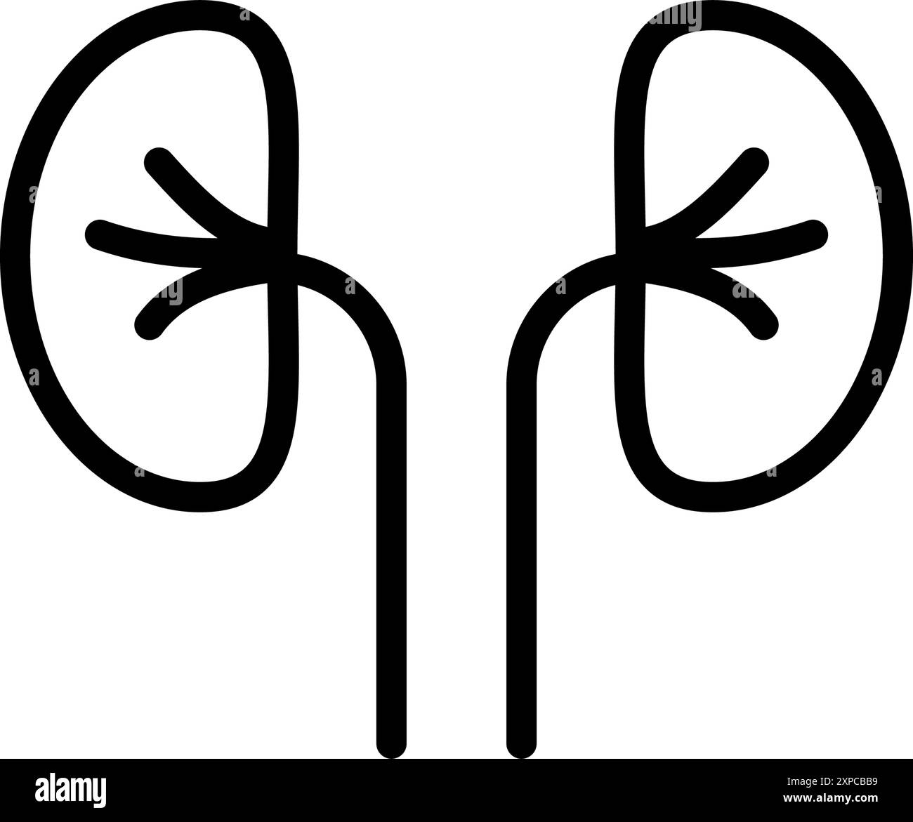 A pair of kidney organs with ureters line vector icon for apps and ...