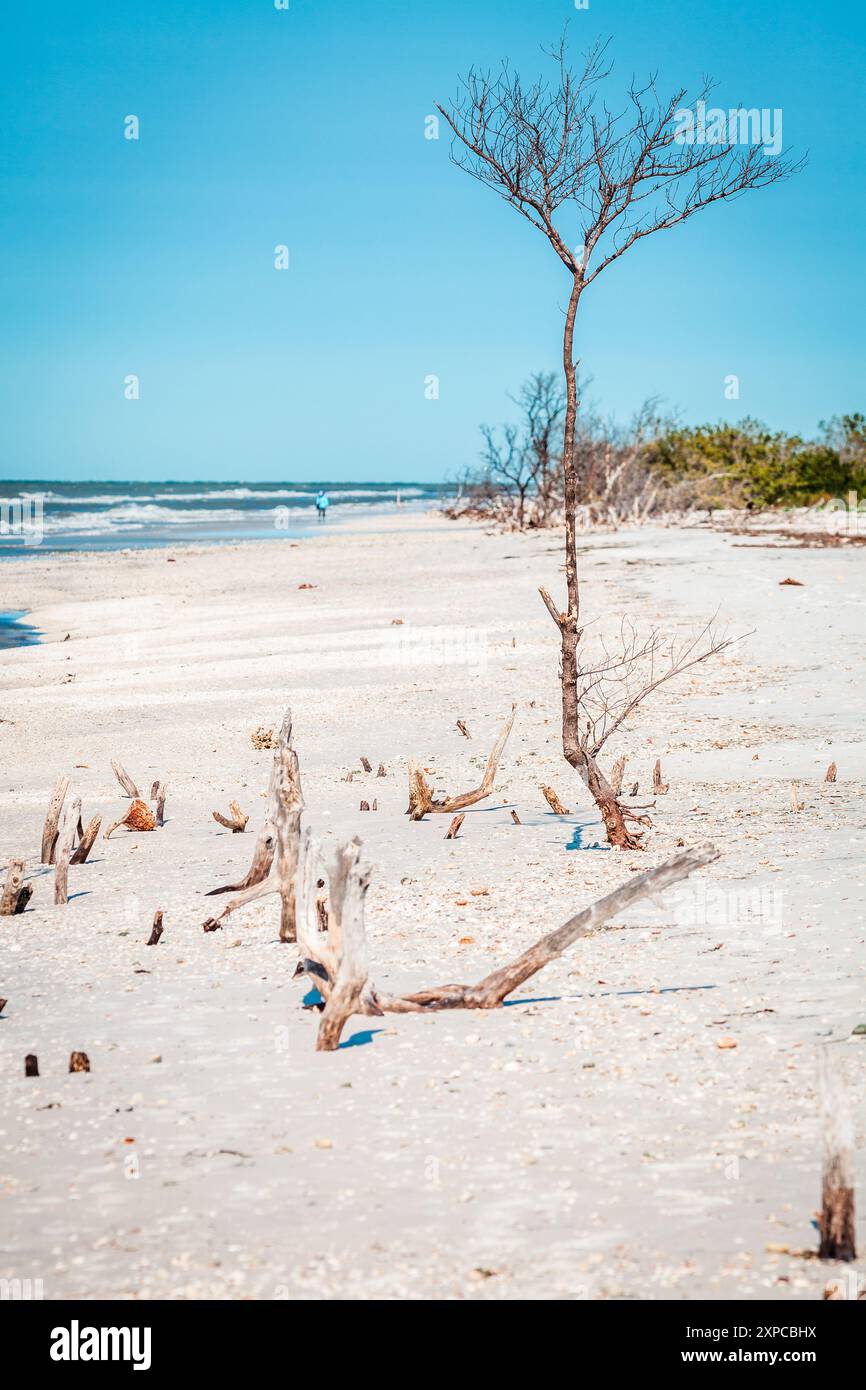 Dry trees and stumps on a beach in Fort DeSoto County Park in St ...