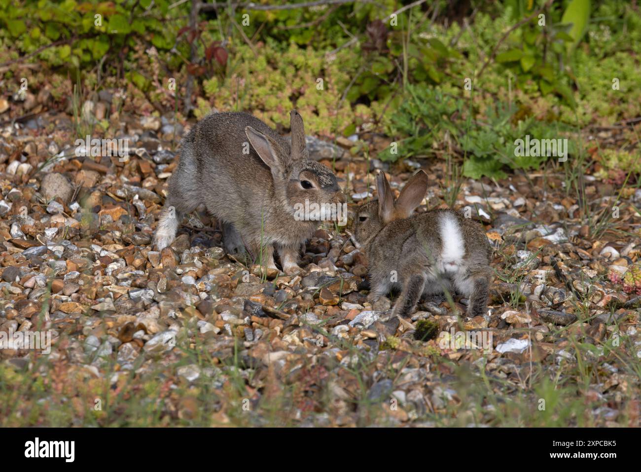 Two Rabbits (Oryctolagus cuniculus) chasing young baby Norfolk June ...