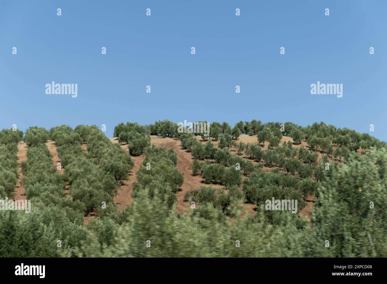 Landscape in the province of Jaen with a lush plantation of olive trees ...