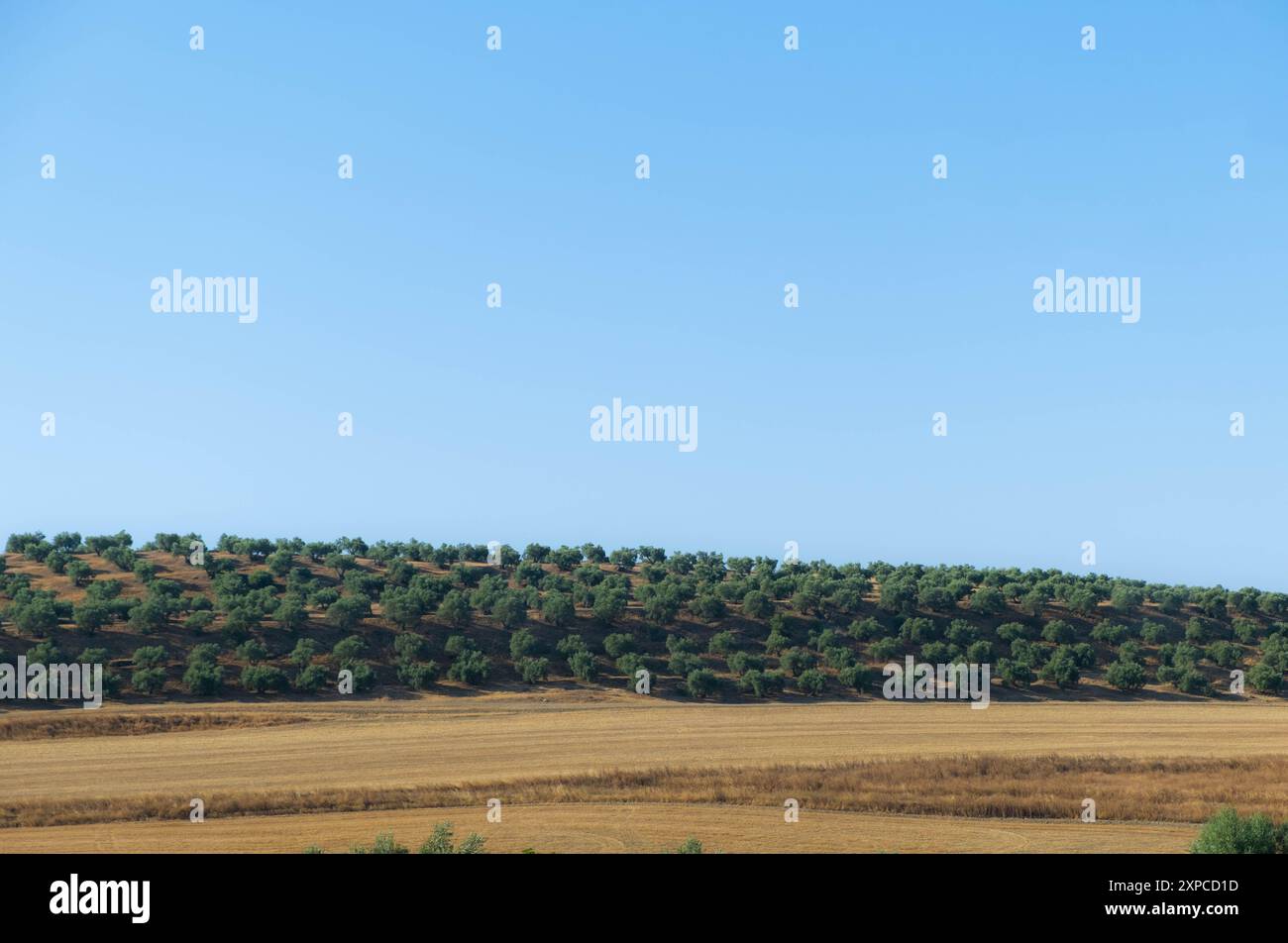 Natural landscape forming a tricolor flag with sky, olive tree ...