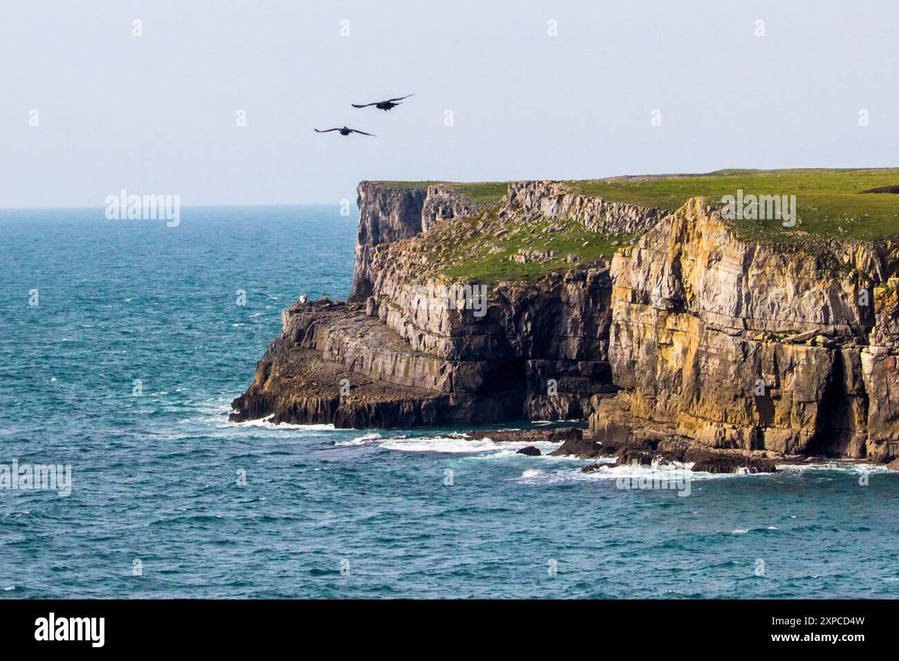 Two Jackdaws flying along the steep cliffs of the Pembrokeshire coast ...
