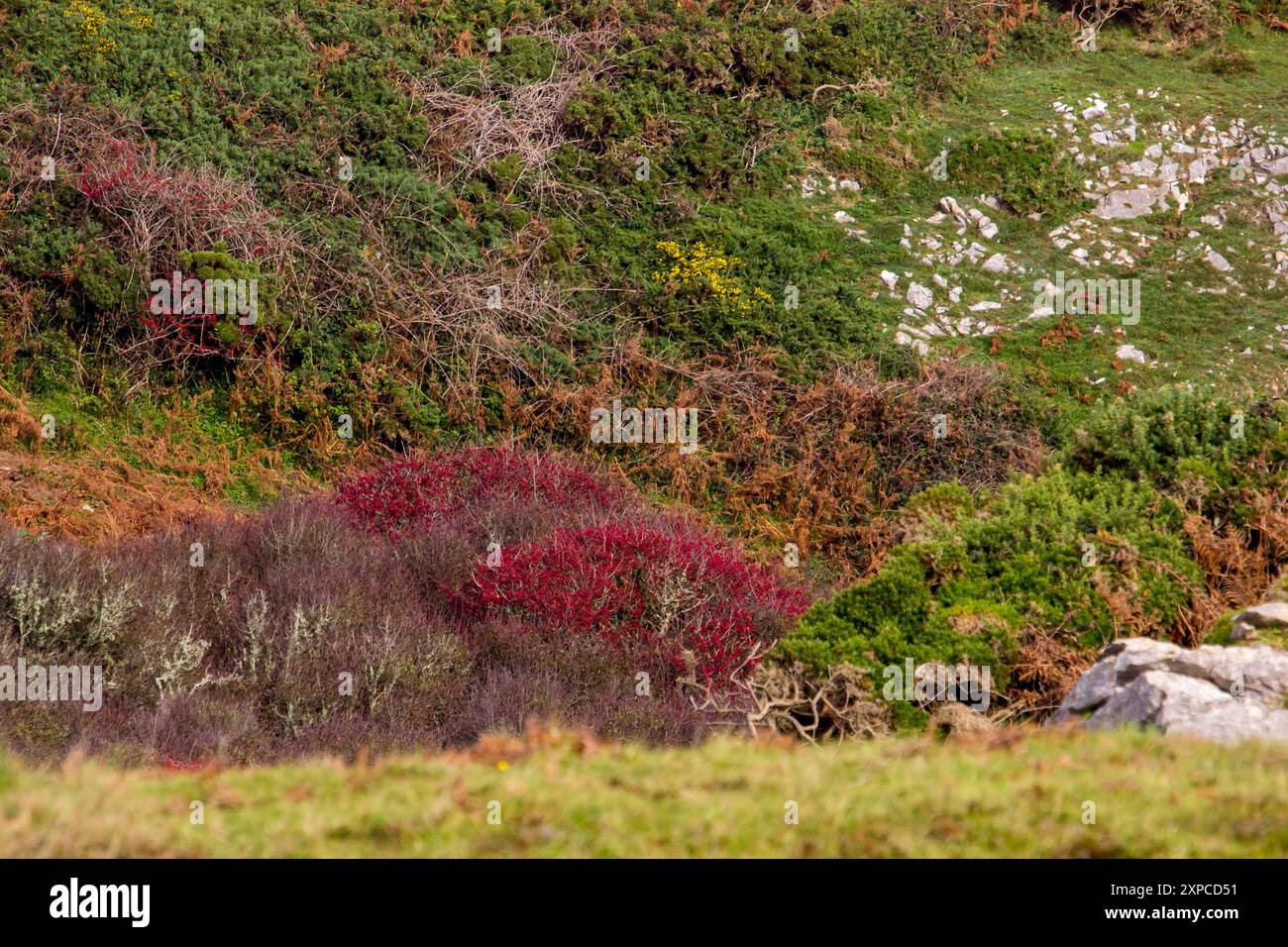 Coastal vegetation in autumn colours along the clifftop in ...