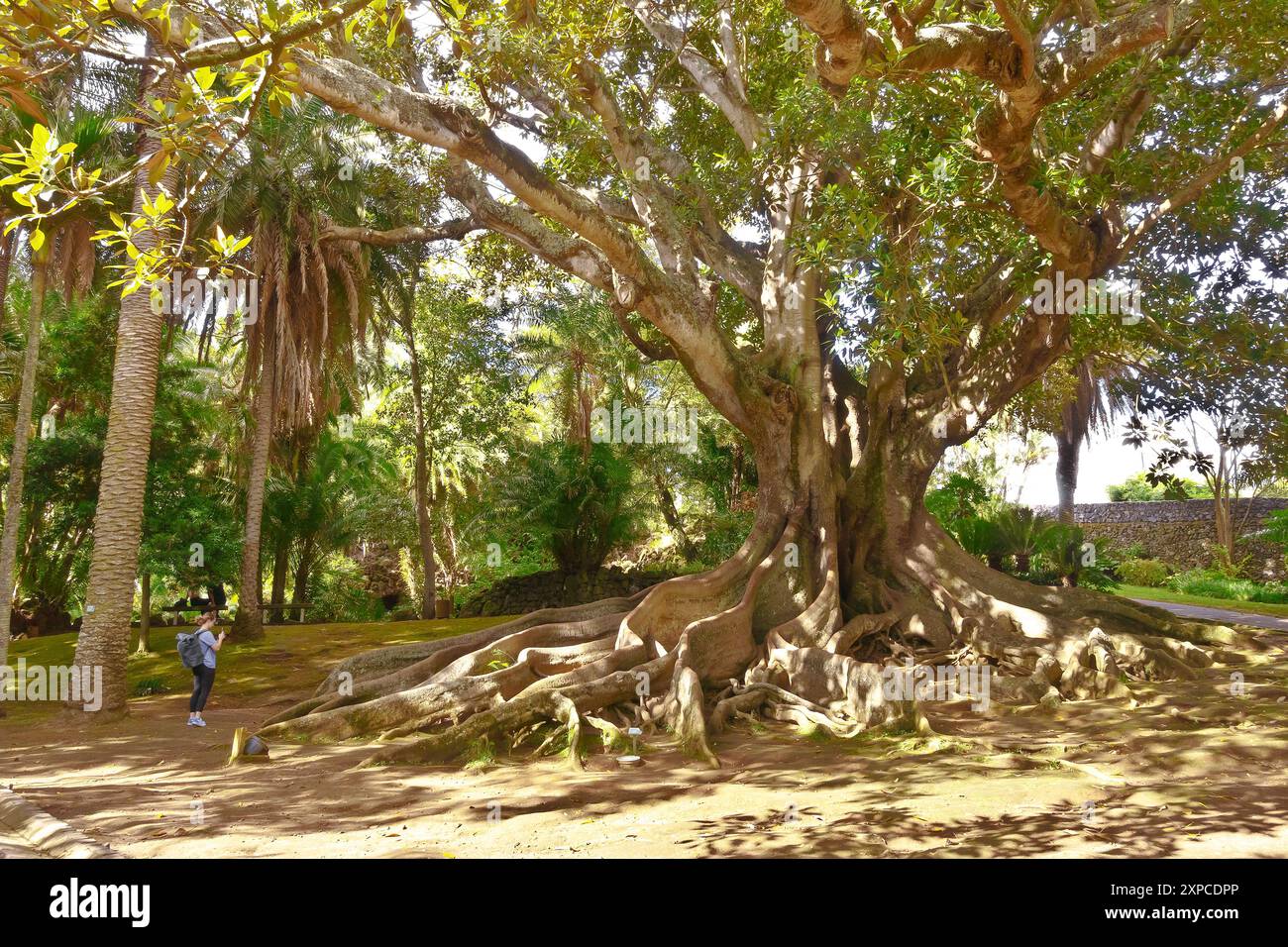 Tourist taking photos of an old tree with huge roots in the Jardim ...
