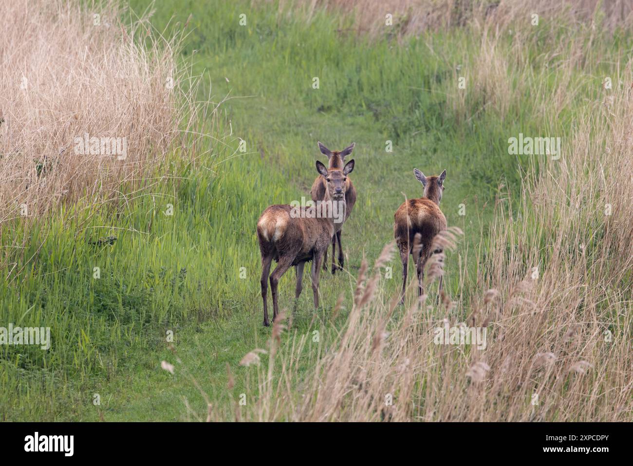 Deer walking down path in hi-res stock photography and images - Alamy