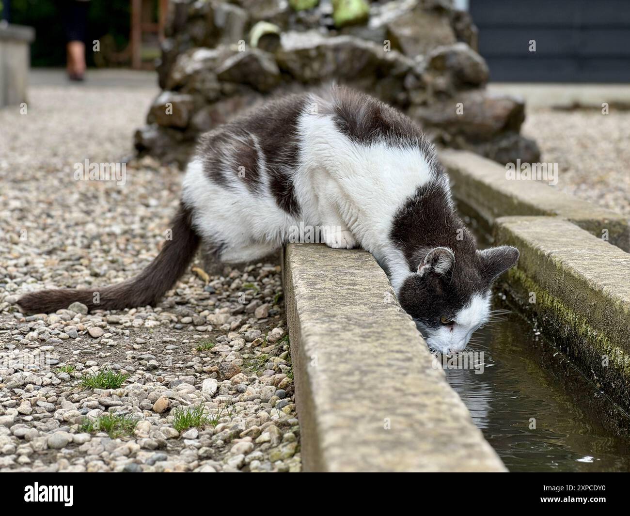 A thirsty grey and white cat drinks from a small stream in a garden ...
