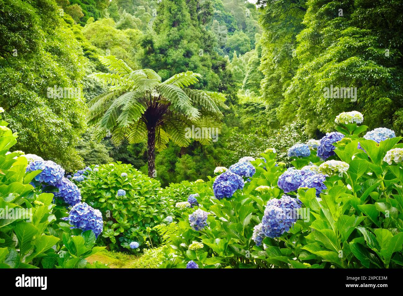 Nature reserve dos Caldeiroes: blue hydrangea flowers on a backdrop of ...