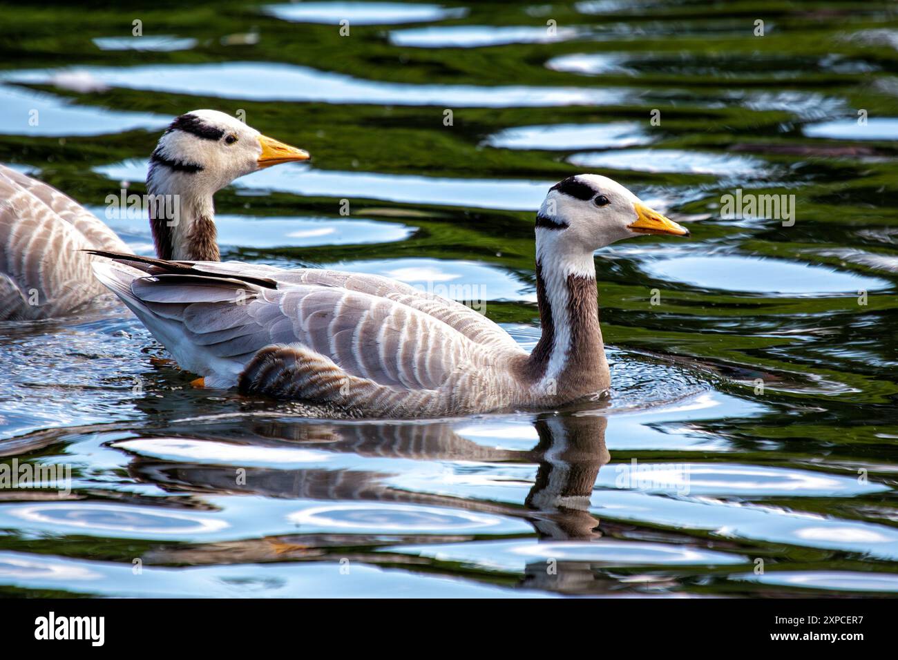 Elegant Bar-headed Goose grazing in Munich’s English Gardens. This ...
