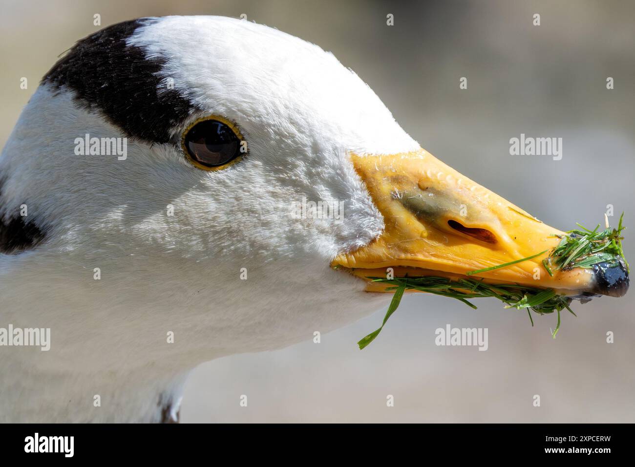 Elegant Bar-headed Goose grazing in Munich’s English Gardens. This ...