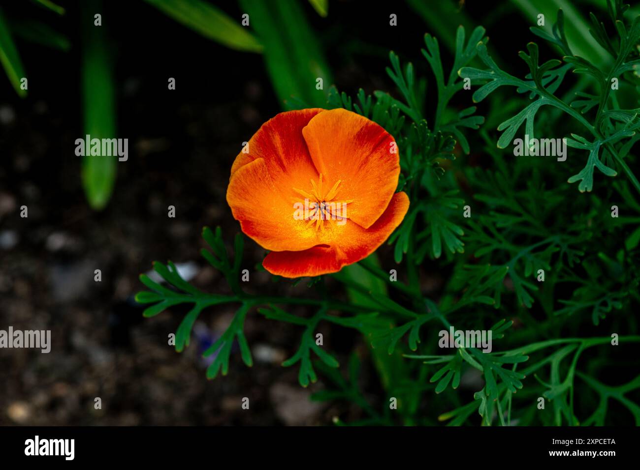 Calafornian Poppy (golden poppy Stock Photo - Alamy