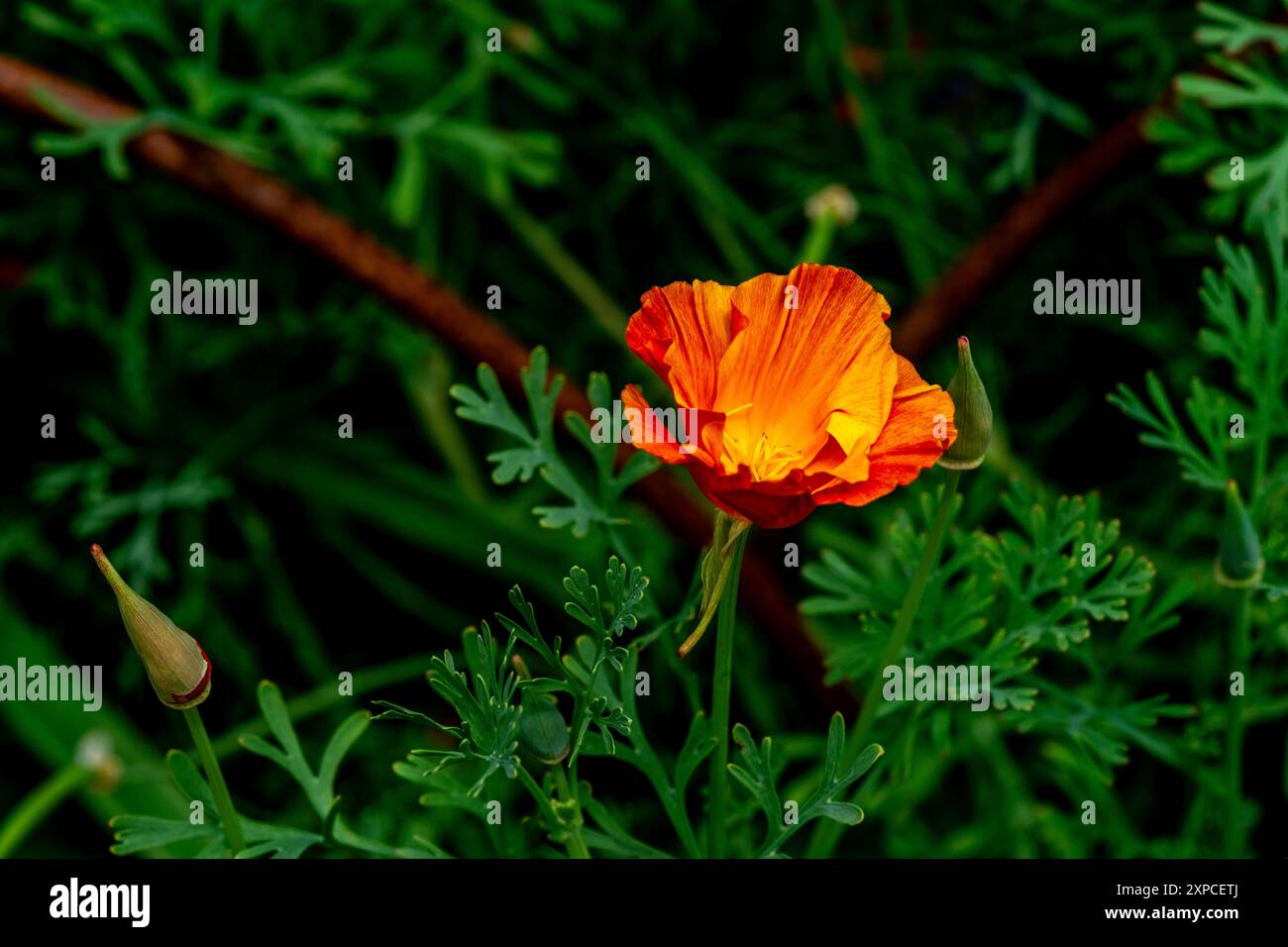 Calafornian Poppy (golden poppy Stock Photo - Alamy