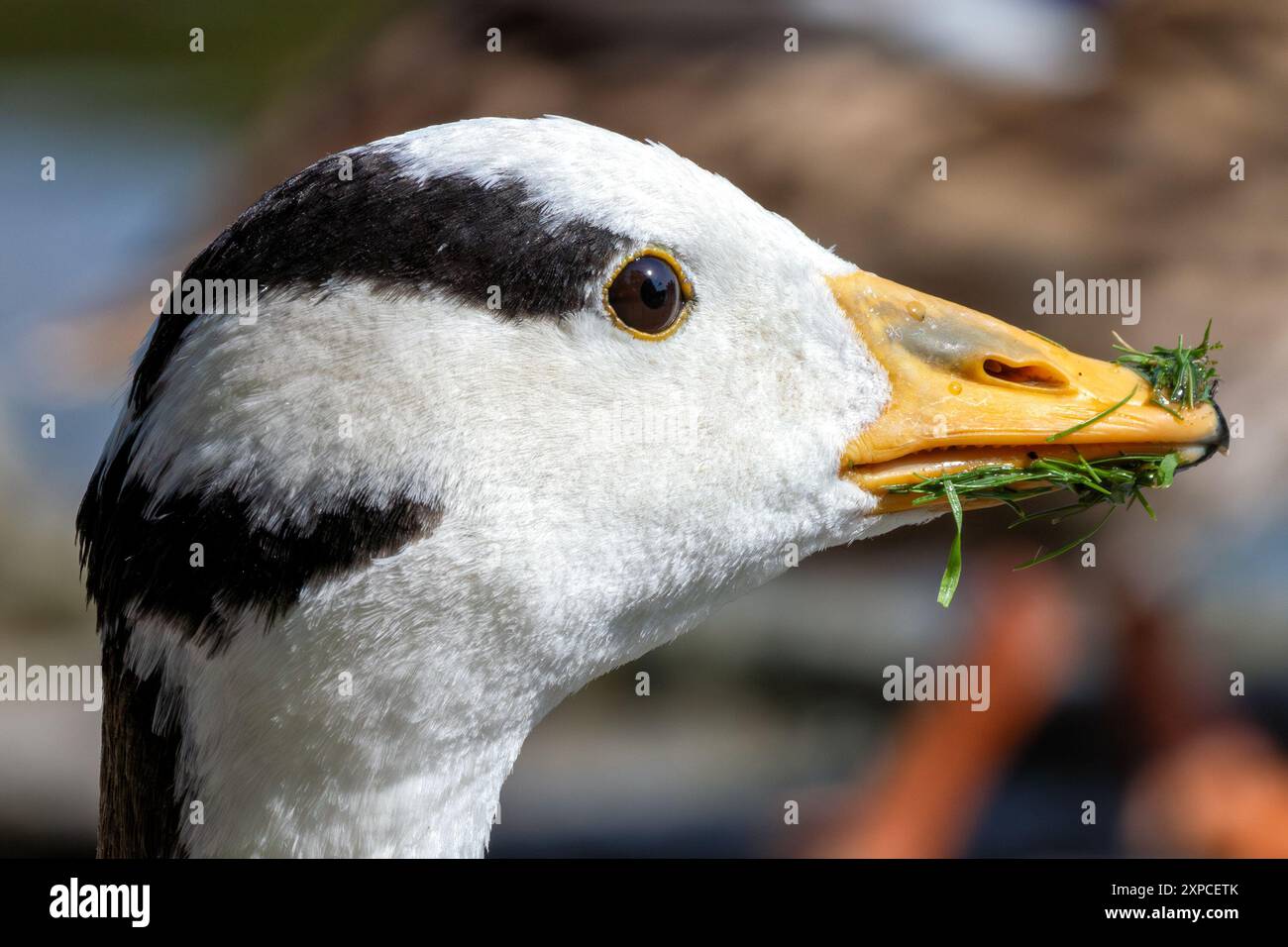 Elegant Bar-headed Goose grazing in Munich’s English Gardens. This ...