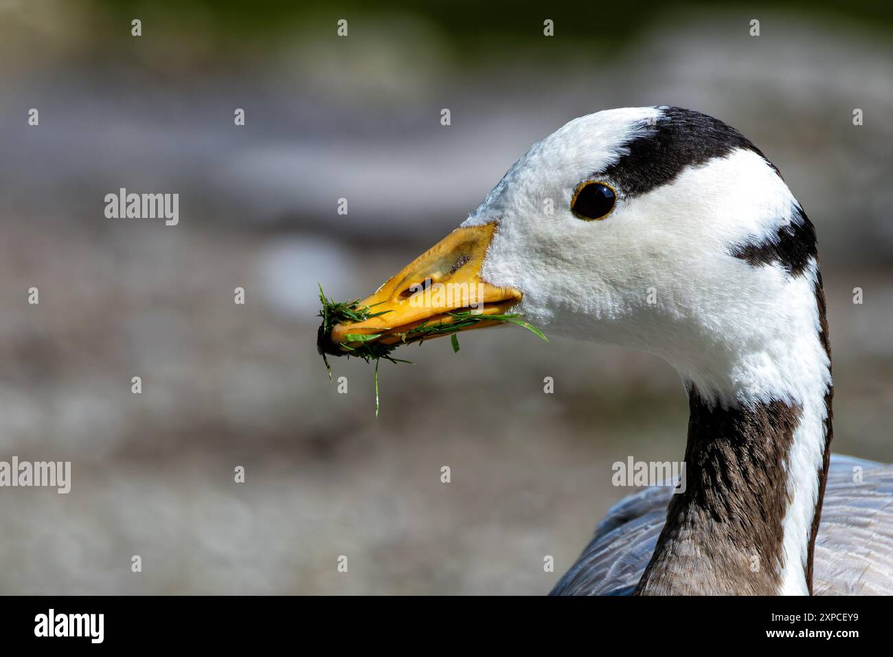 Elegant Bar-headed Goose grazing in Munich’s English Gardens. This ...