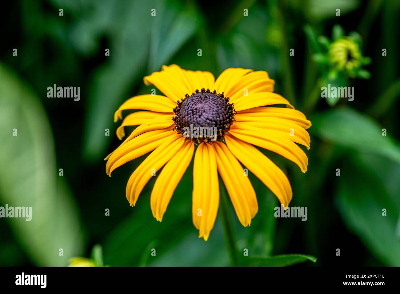 Rudbeckia Fulgida (Black Eyed Susan Stock Photo - Alamy