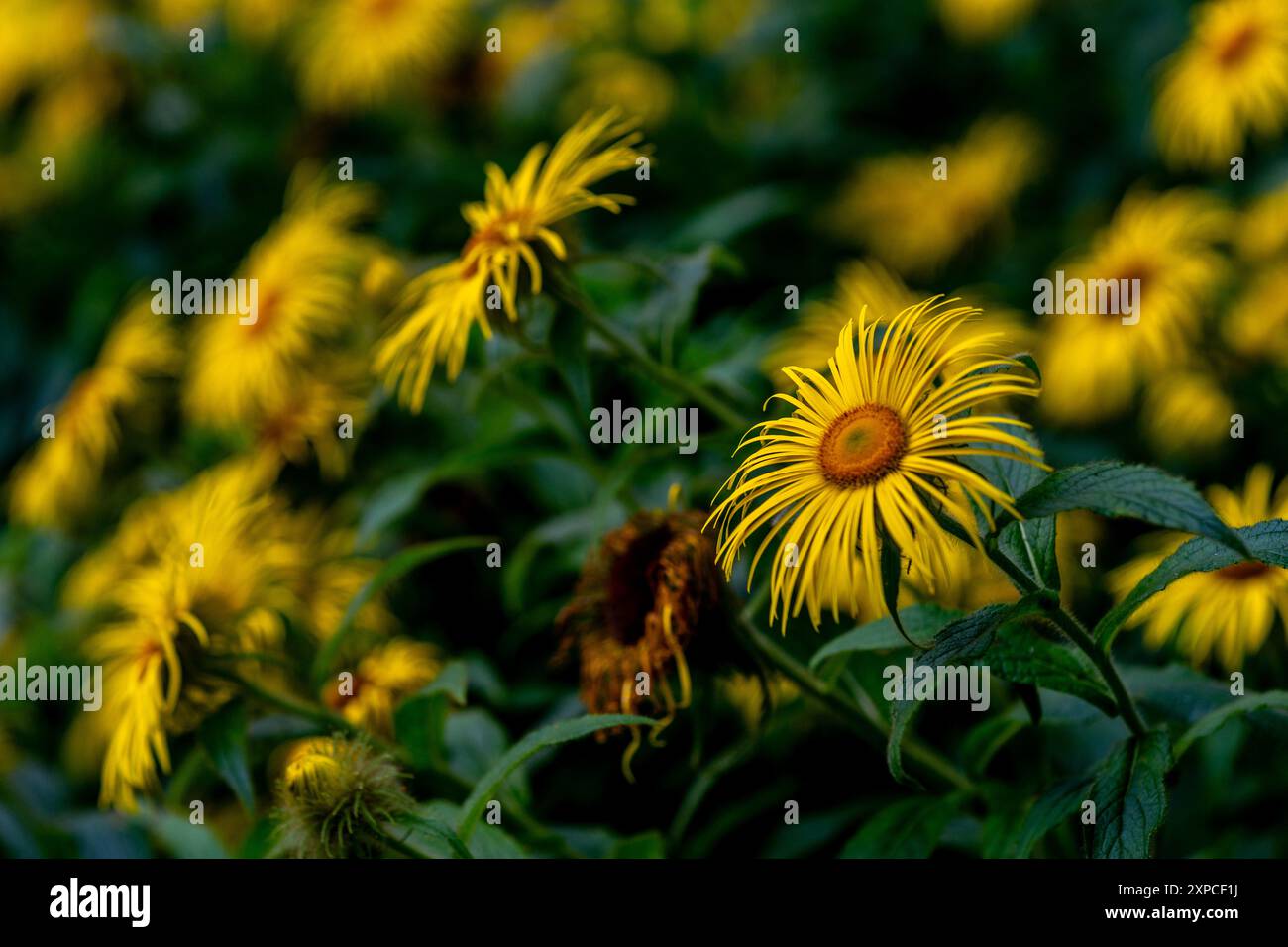 Inula helenium botanical illustration hi-res stock photography and ...