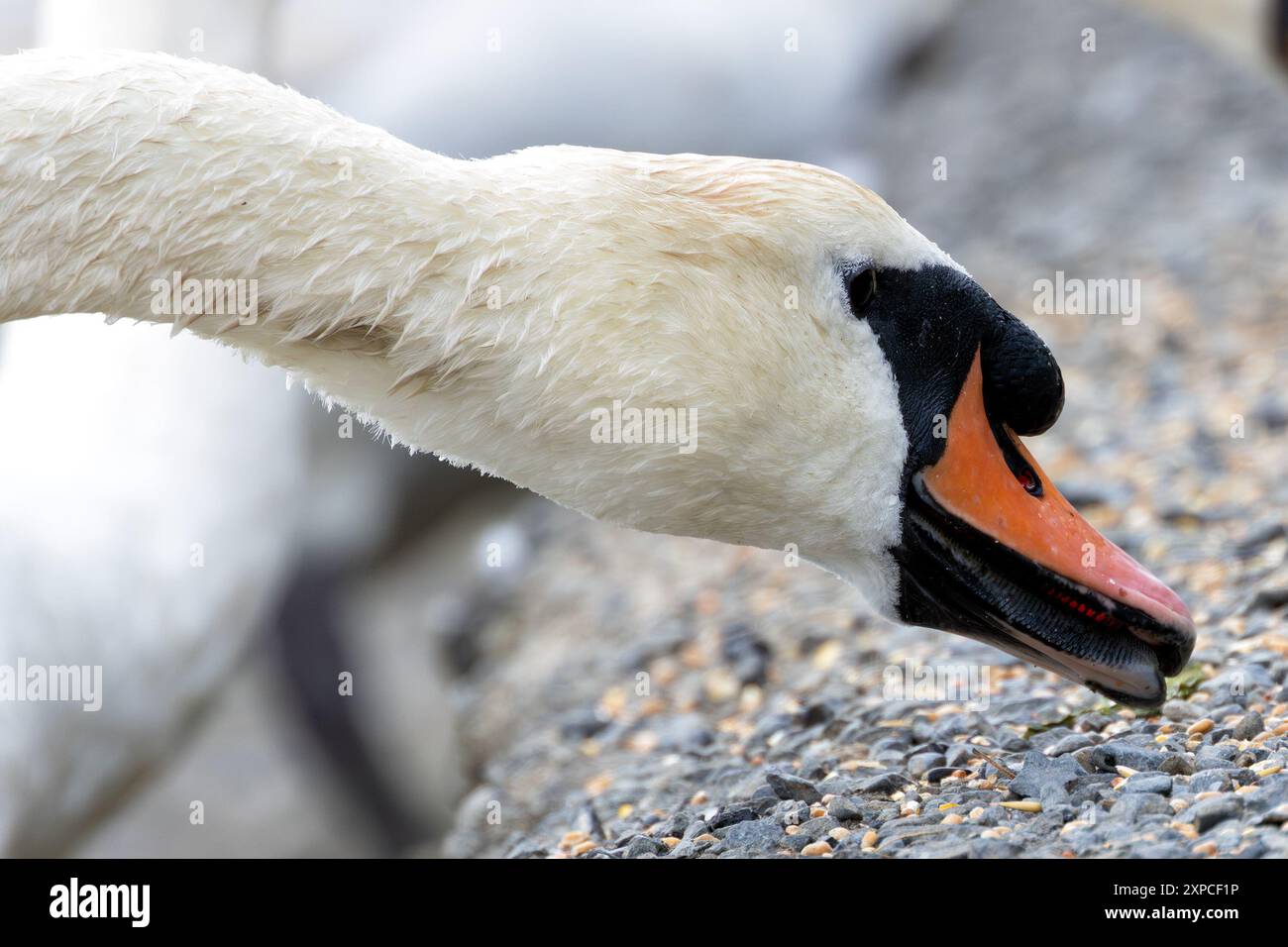 An adult white swan (Cygnus olor) was observed in Swords Demesne ...